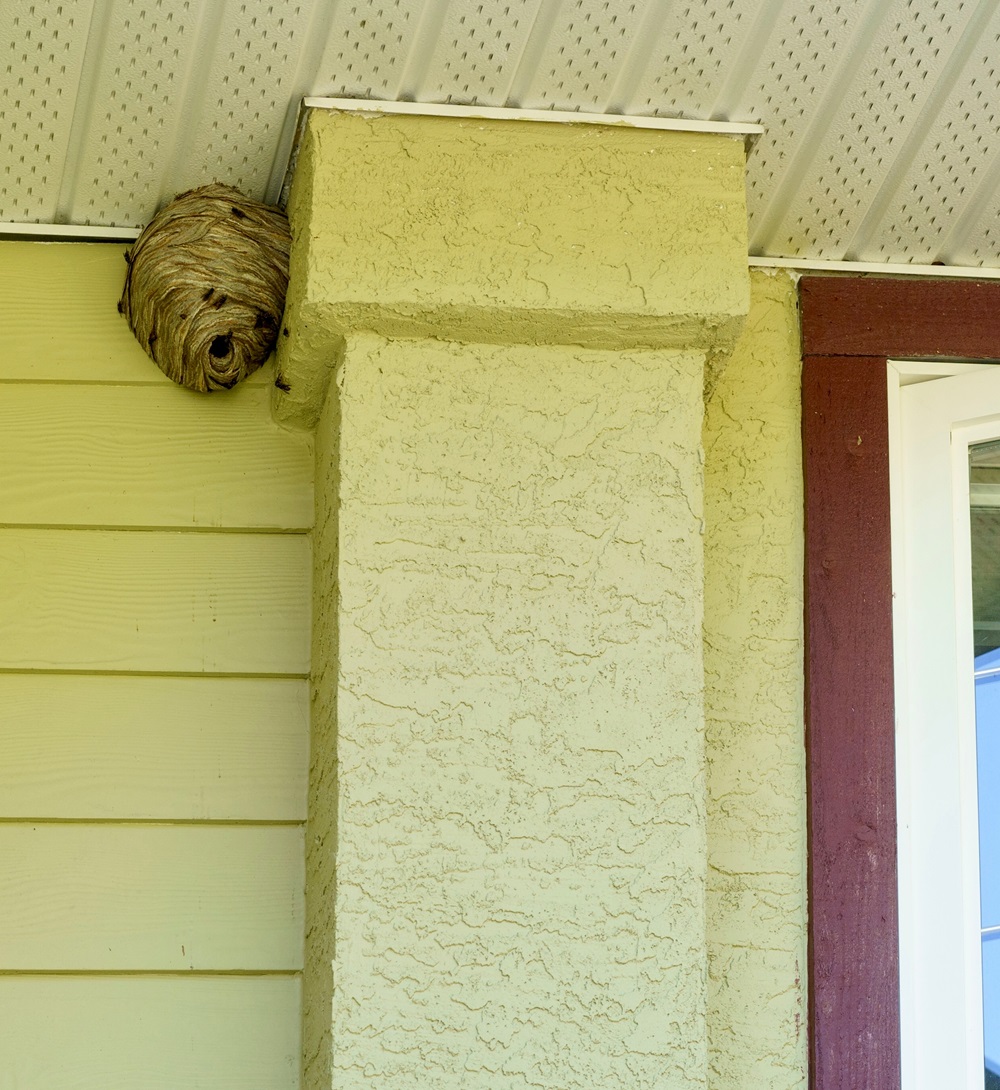 Residential Pest Control in Nelson, GA | Daniel & Lawson Pest Control